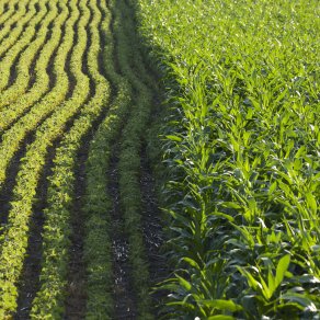 Using Buckwheat for Hay | Successful Farming